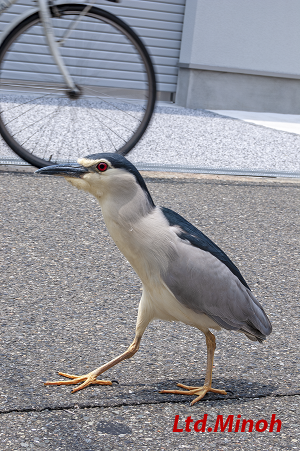 ミノーセイハンのトップページ